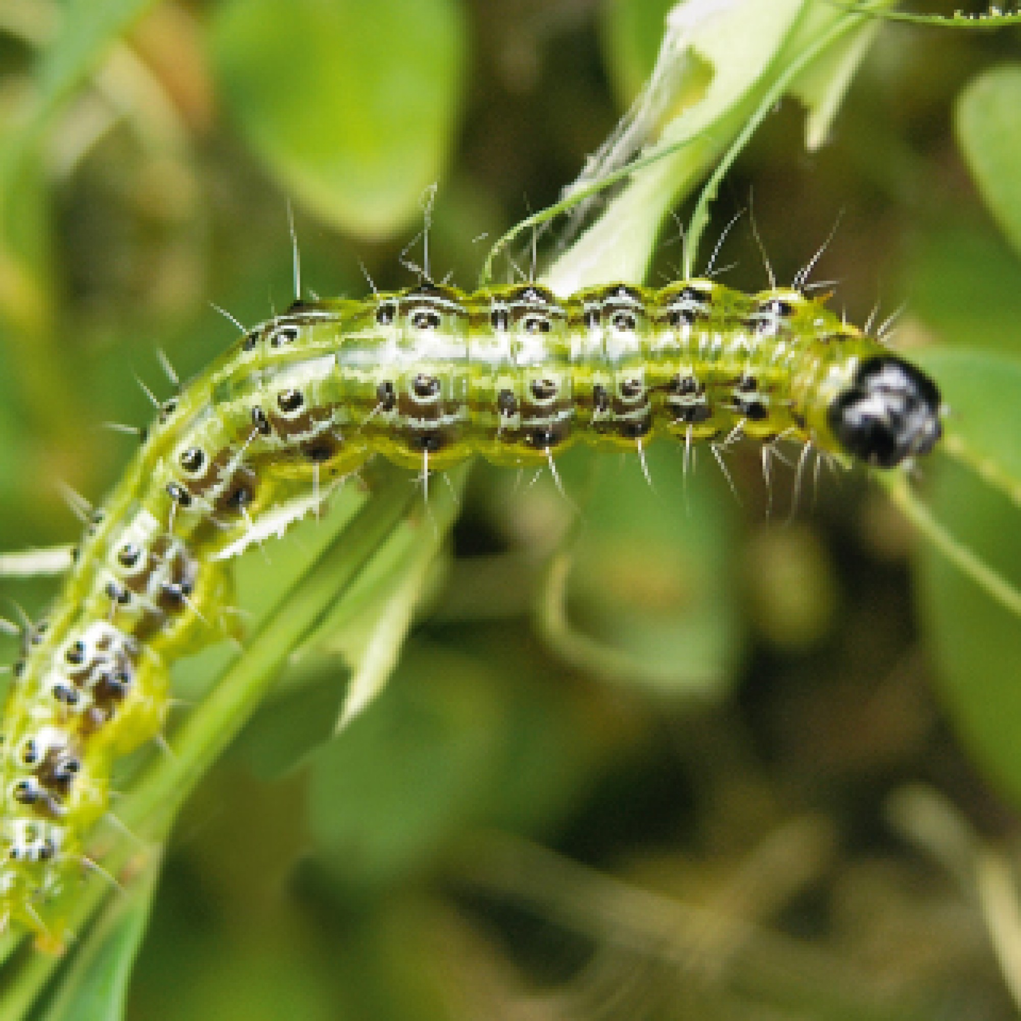 Der Buchsbaumzünsler erreicht Bern, Luzern und Schaffhausen | Baublatt